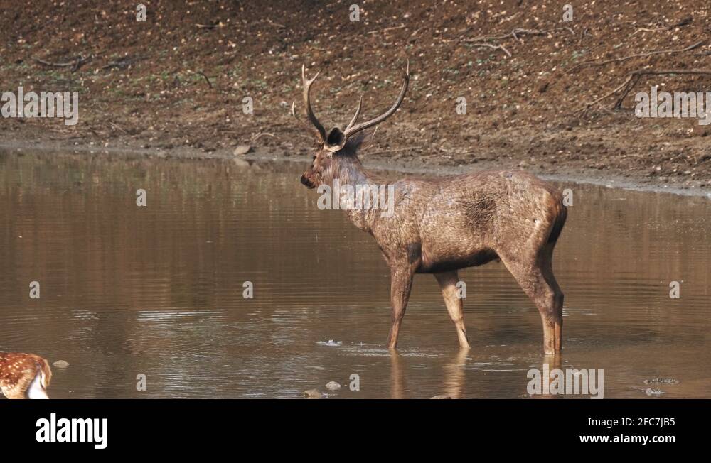 A wild sambar deer Stock Videos & Footage - HD and 4K Video Clips - Alamy