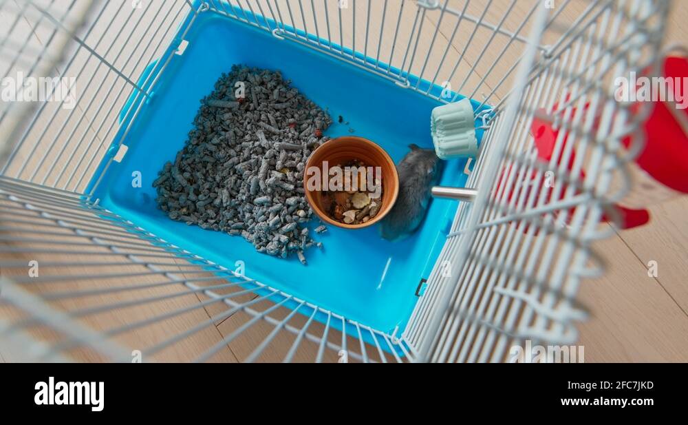 Cage engine Stock Videos & Footage - HD and 4K Video Clips - Alamy