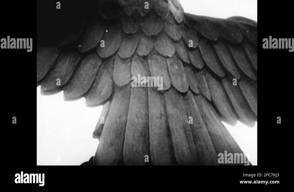 German eagle ww2 Stock Videos & Footage - HD and 4K Video Clips - Alamy