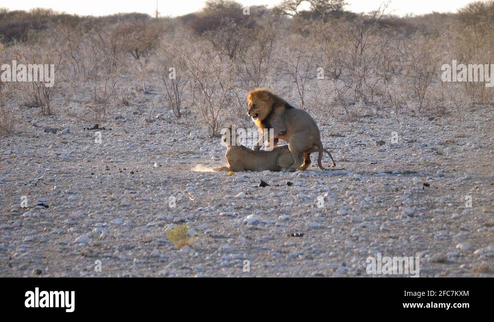 Lions mating namibia Stock Videos & Footage - HD and 4K Video Clips - Alamy