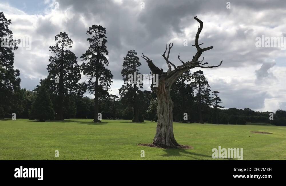 Walking around tree in park Stock Videos & Footage - HD and 4K Video ...