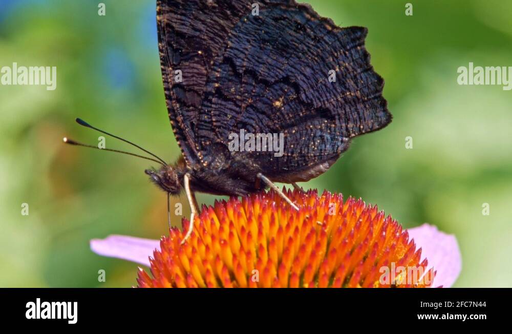 Siphoning insect Stock Videos & Footage - HD and 4K Video Clips - Alamy