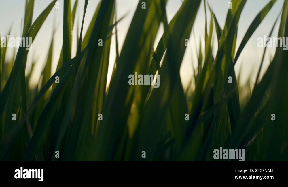 Close up rice bloom field Stock Videos & Footage - HD and 4K Video ...