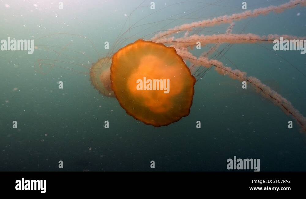 Diving bell submarine Stock Videos & Footage - HD and 4K Video Clips ...