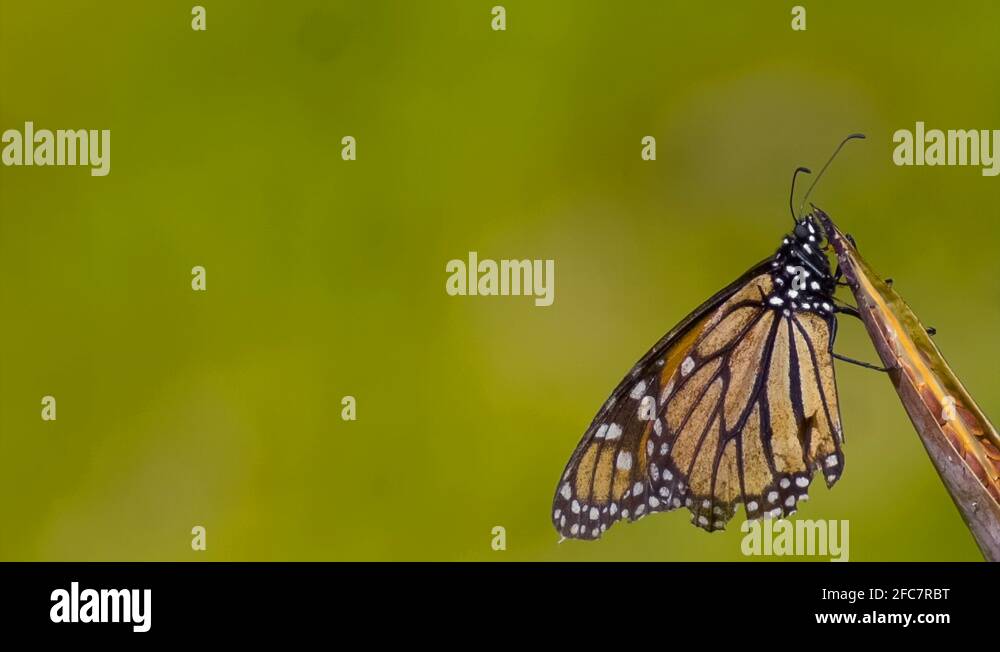 Broken pod Stock Videos & Footage - HD and 4K Video Clips - Alamy