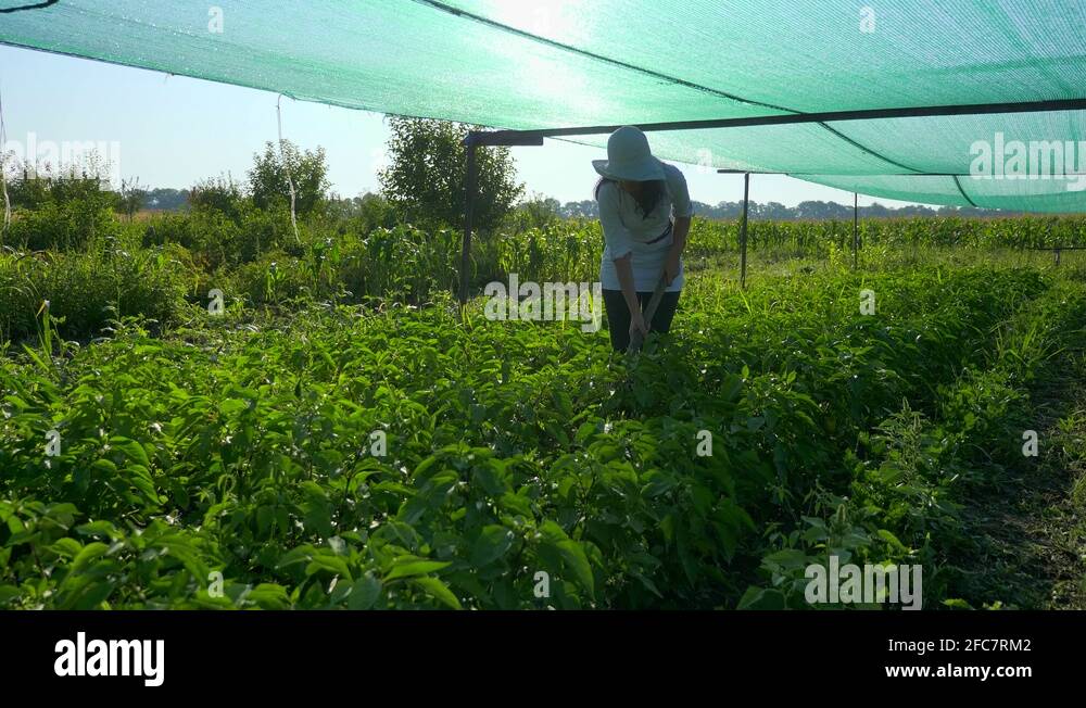 Pepper weed Stock Videos & Footage - HD and 4K Video Clips - Alamy