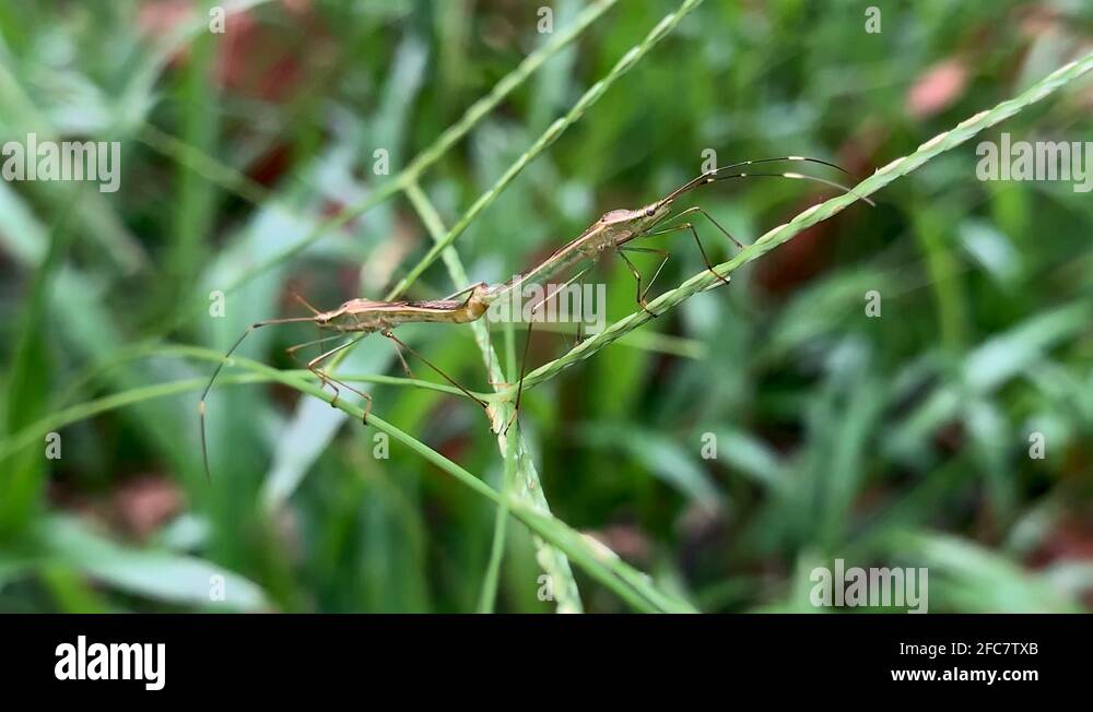 Camouflaged stick insect Stock Videos & Footage - HD and 4K Video Clips ...