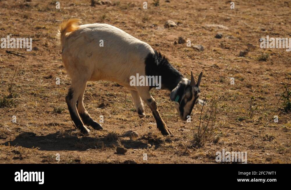 Goat with amputated front limb nibbles small dead bush in parched ...