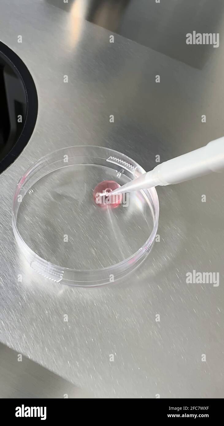 Process of in vitro fertilization in laboratory Stock Video Footage - Alamy