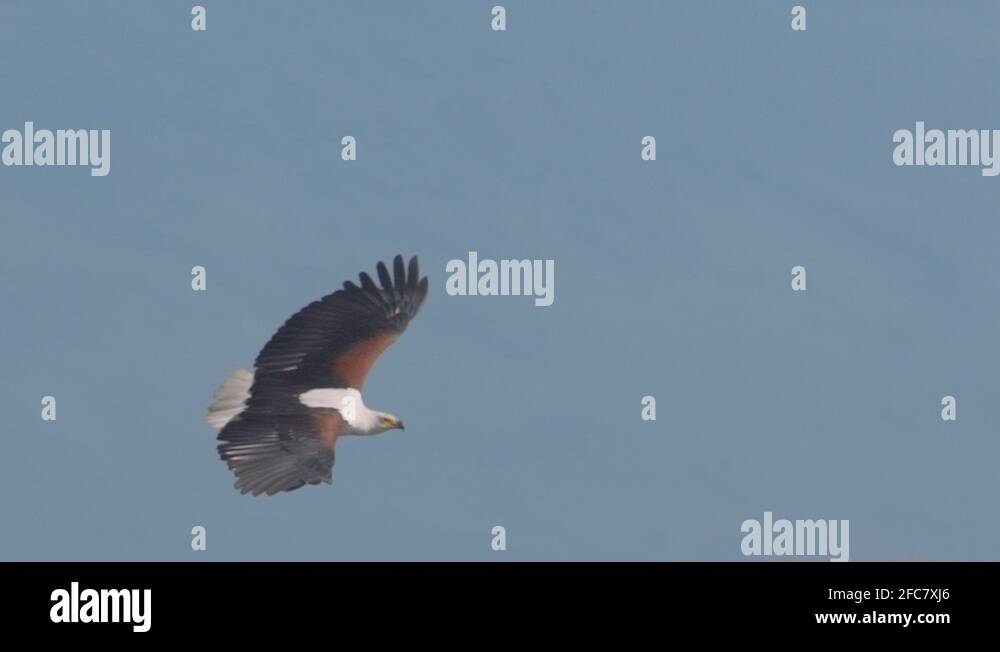 Eagle hunting fish Stock Videos & Footage - HD and 4K Video Clips - Alamy