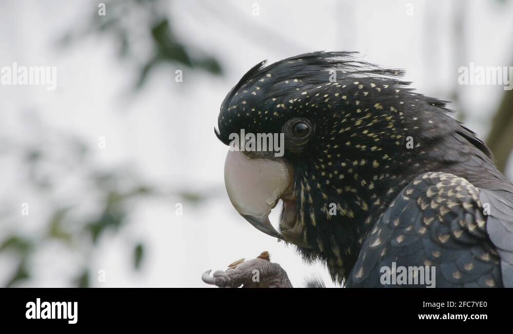 Red tailed black cockatoo eating Stock Videos & Footage - HD and 4K ...