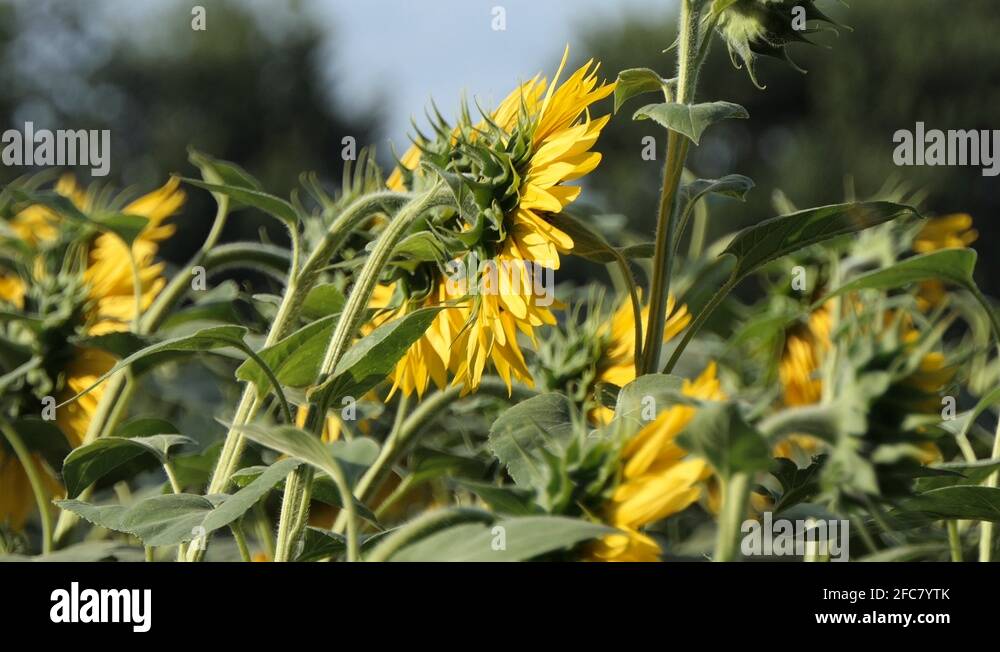 Heads sunflowers Stock Videos & Footage - HD and 4K Video Clips - Alamy