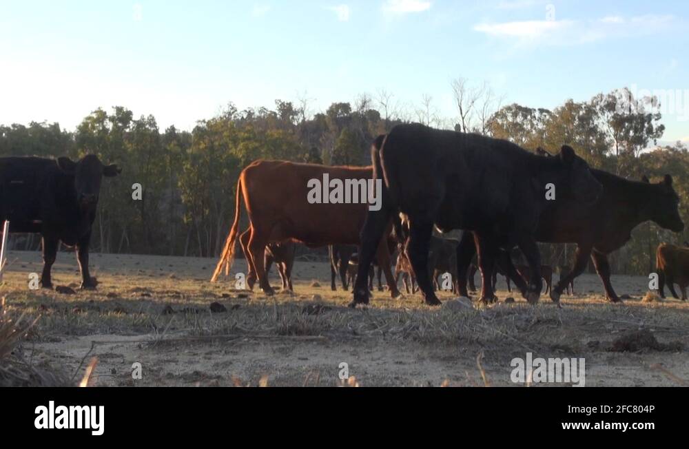 Australian drought farming Stock Videos & Footage - HD and 4K Video ...