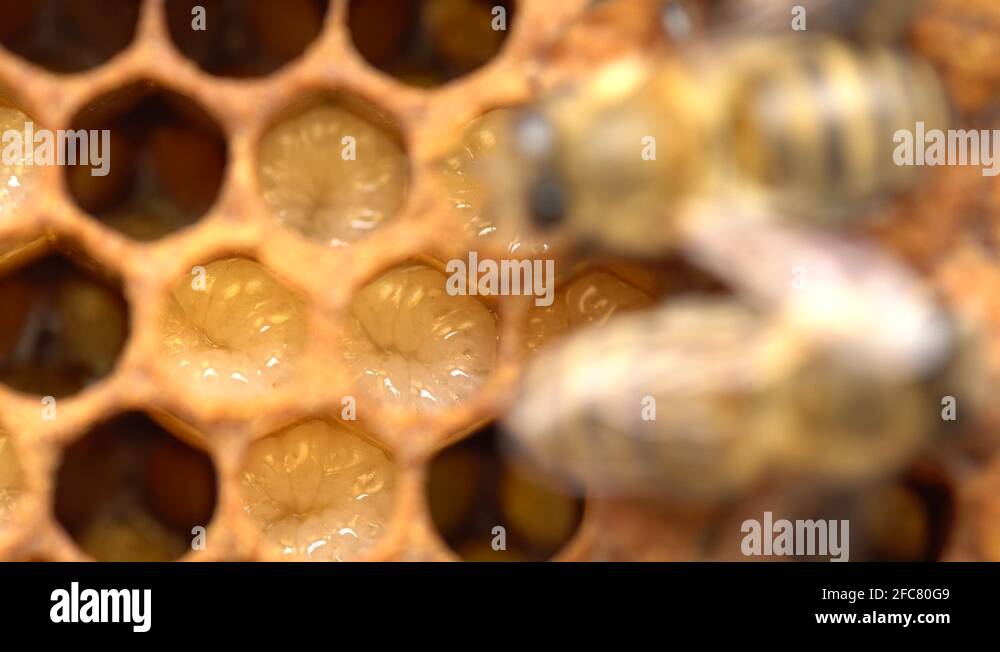 Queen honey bee hive workers Stock Videos & Footage - HD and 4K Video ...
