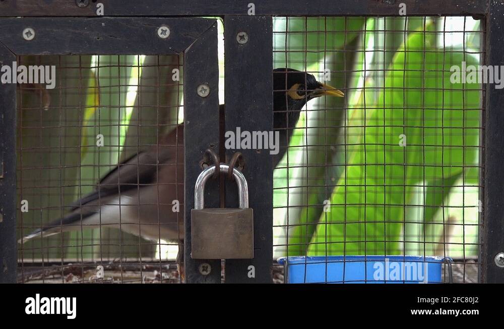 Cage with lock Stock Videos & Footage - HD and 4K Video Clips - Alamy