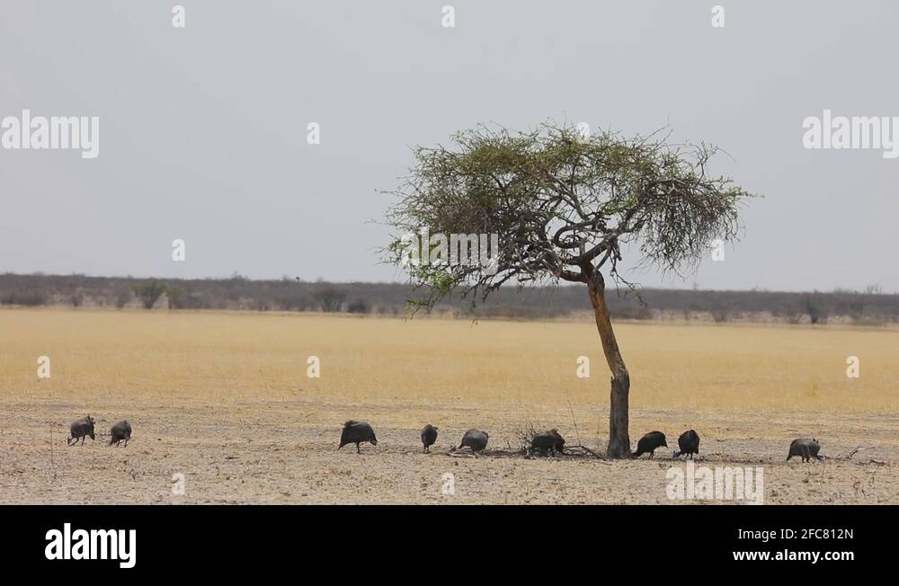 Fowl in the tree Stock Videos & Footage - HD and 4K Video Clips - Alamy
