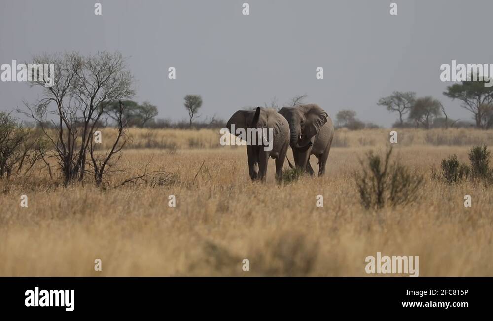 Kalahari desert dust animals Stock Videos & Footage - HD and 4K Video ...