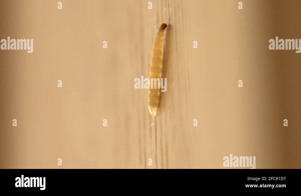 Legless larva Stock Videos & Footage - HD and 4K Video Clips - Alamy
