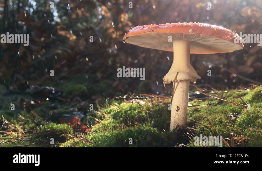 Rare fungi Stock Videos & Footage - HD and 4K Video Clips - Alamy