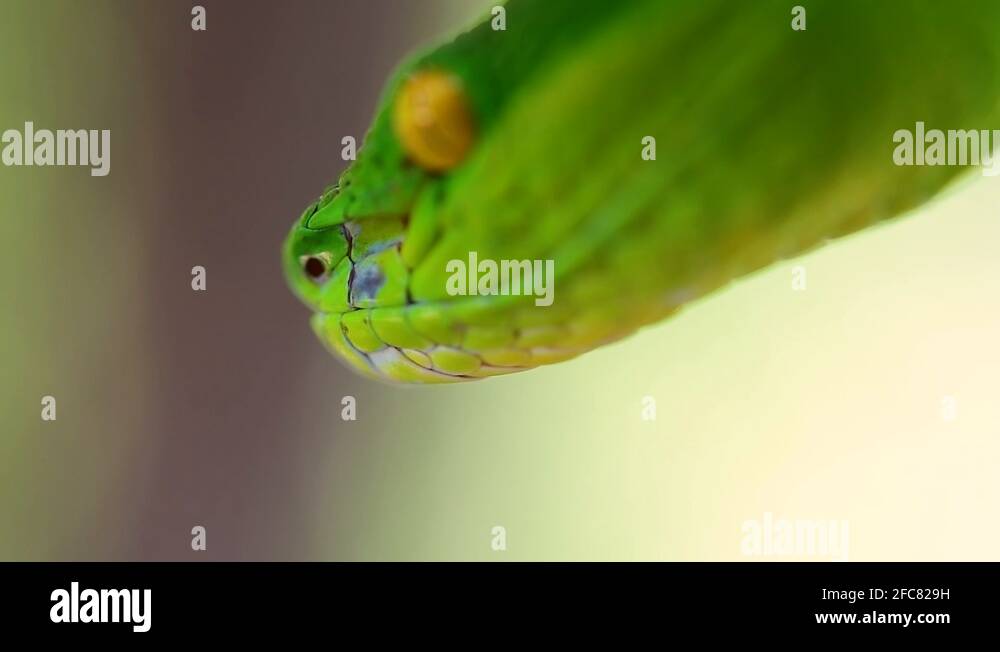 The White-lipped Pit Viper is a venomous pit viper endemic to Southeast ...