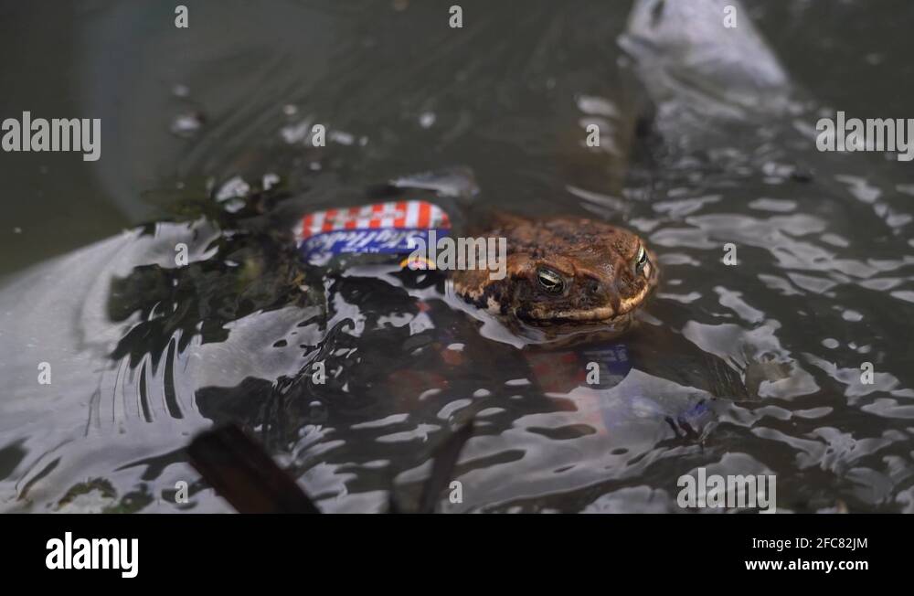 Change toad sits in Stock Videos & Footage - HD and 4K Video Clips - Alamy