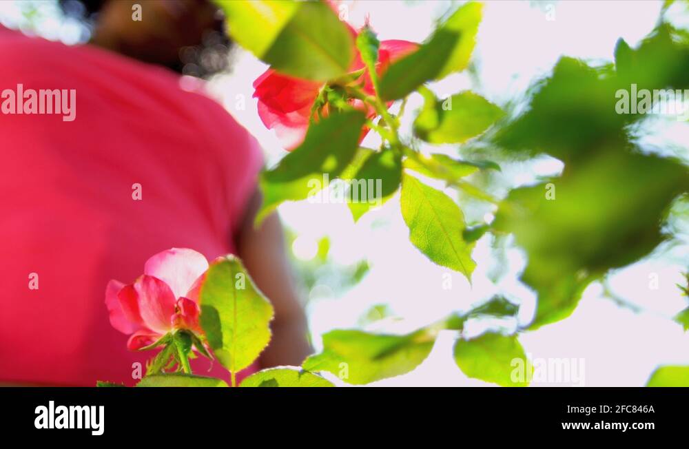 Only flowers Stock Videos & Footage - HD and 4K Video Clips - Alamy