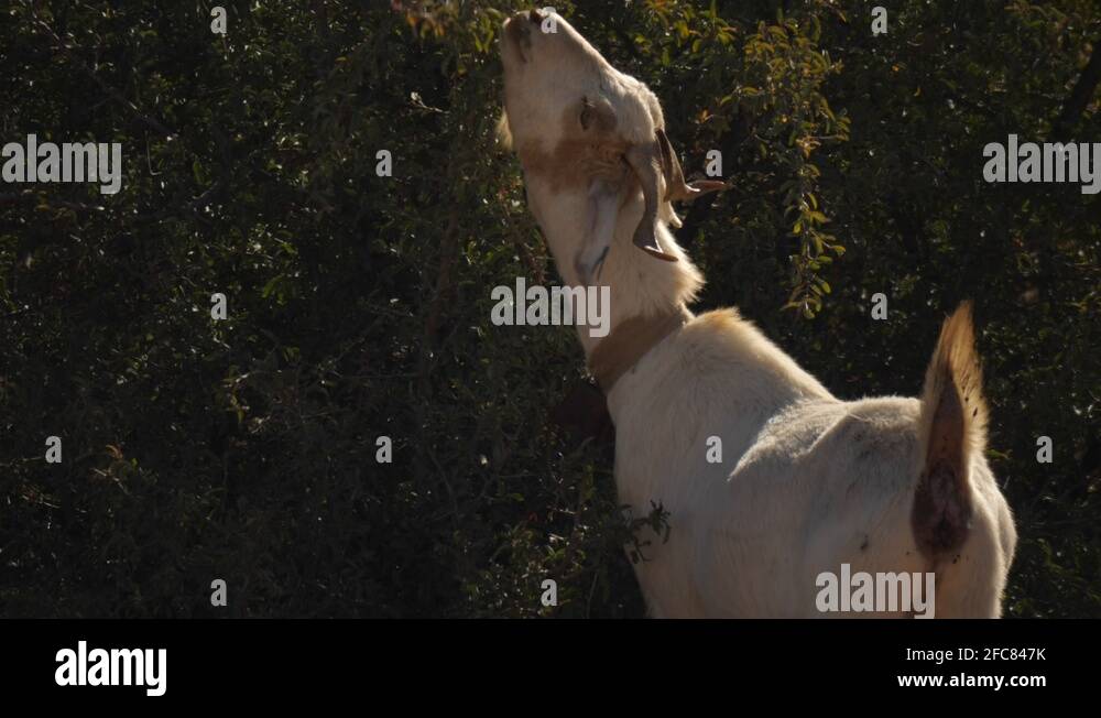 Nanny goat horn Stock Videos & Footage - HD and 4K Video Clips - Alamy