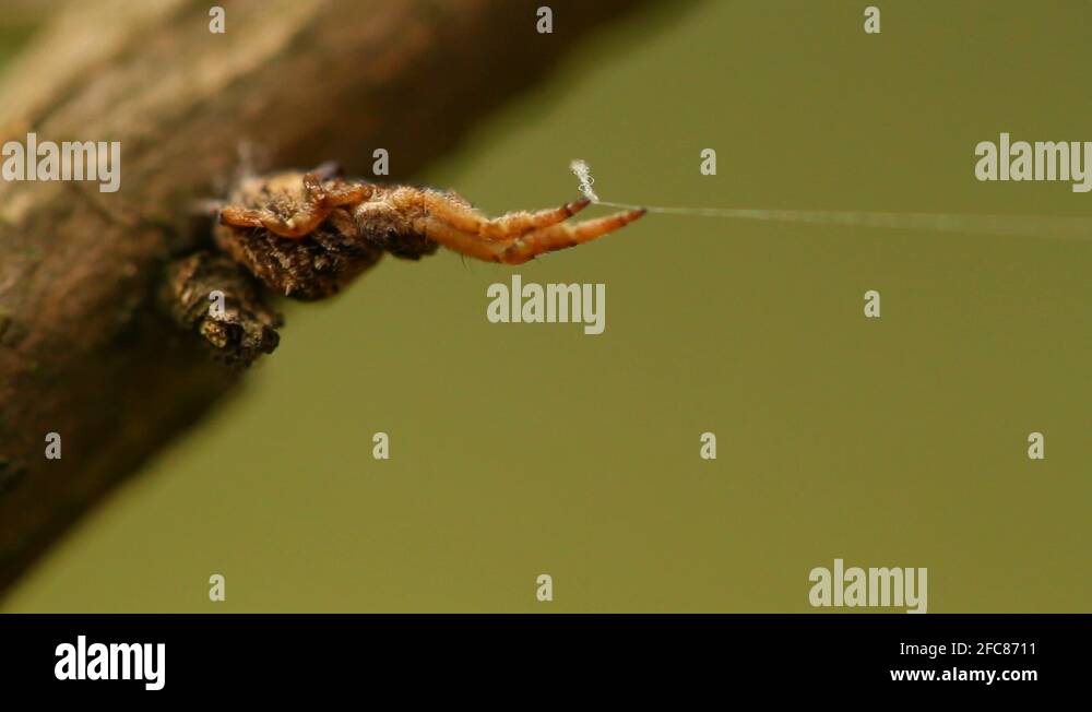 Triangle spider web Stock Videos & Footage - HD and 4K Video Clips - Alamy