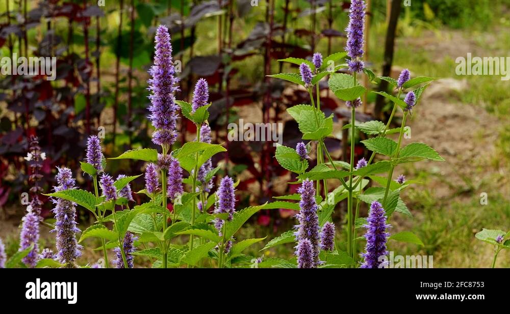 Hyssop flower Stock Videos & Footage - HD and 4K Video Clips - Alamy