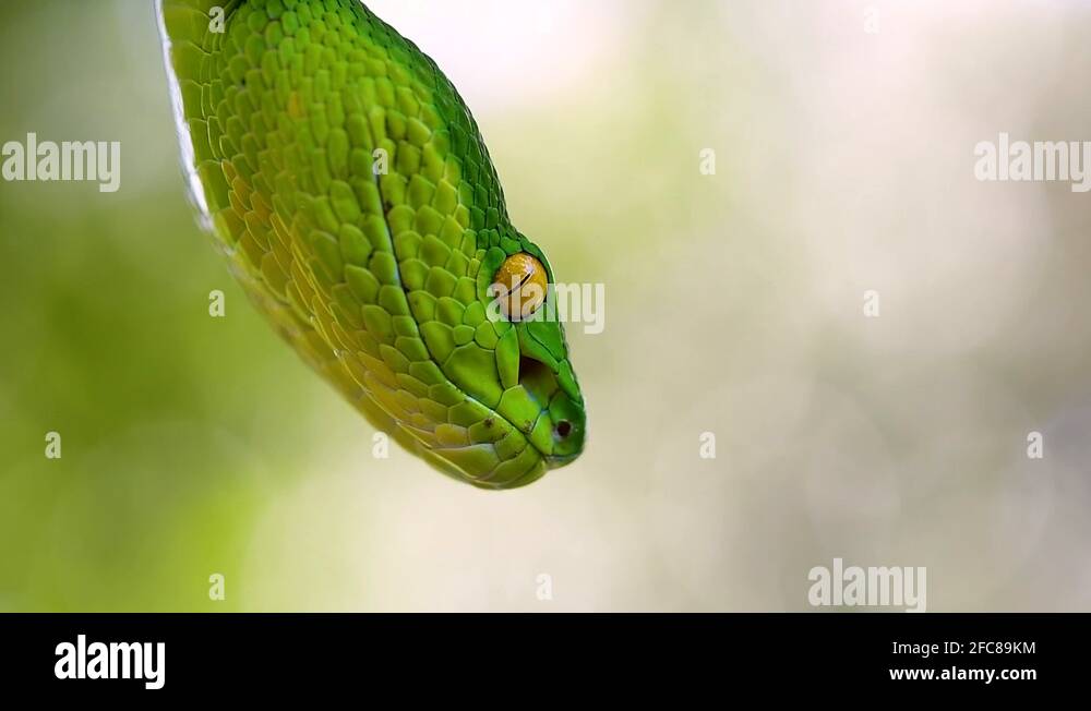 The White-lipped Pit Viper is a venomous pit viper endemic to Southeast ...
