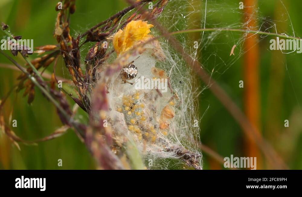 Spiderlings in nest Stock Videos & Footage - HD and 4K Video Clips - Alamy