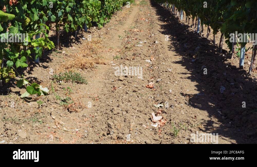 Plantation system Stock Videos & Footage - HD and 4K Video Clips - Alamy