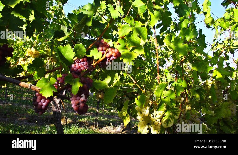 Vinery viticulture Stock Videos & Footage - HD and 4K Video Clips - Alamy