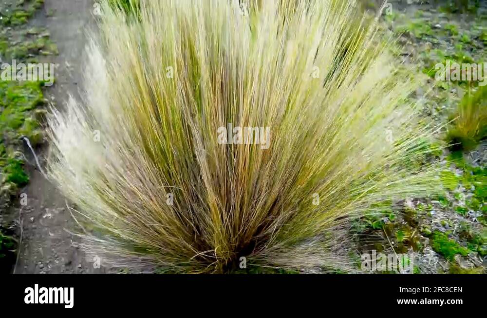 Mountain plant bush nature trek Stock Videos & Footage - HD and 4K ...