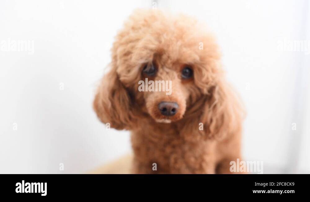 dog poodle afraid and trembling Stock Video Footage - Alamy