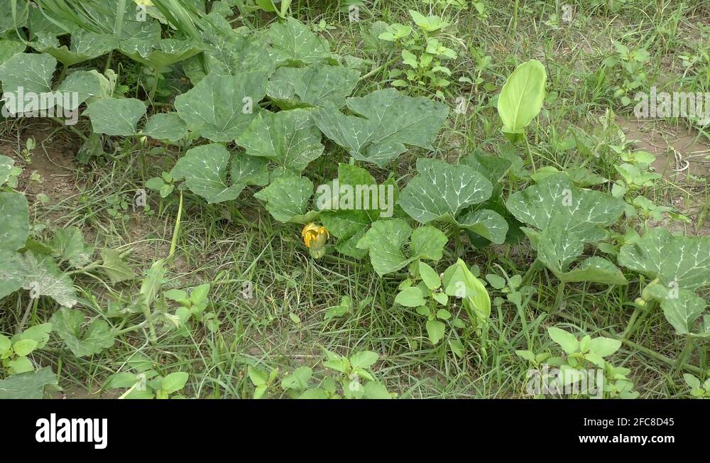 Cultivation of pumpkins Stock Videos & Footage - HD and 4K Video Clips ...