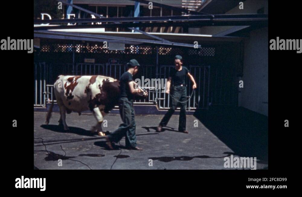 1930s: UNITED STATES: men walk bull for visitors to see. Cow with horns ...