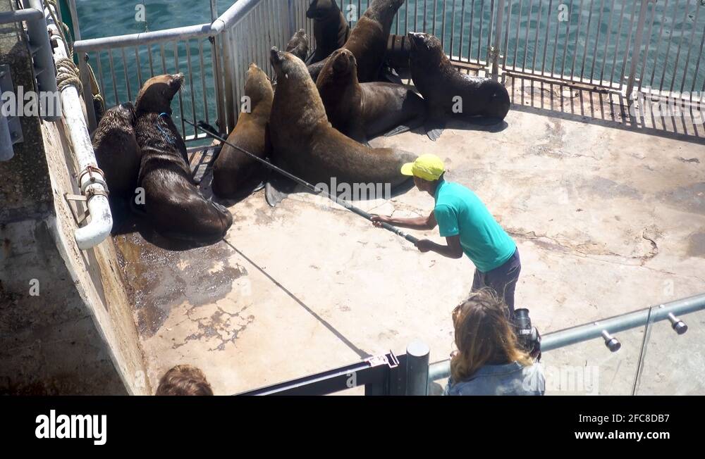 Seal plastic pollution Stock Videos & Footage - HD and 4K Video Clips ...