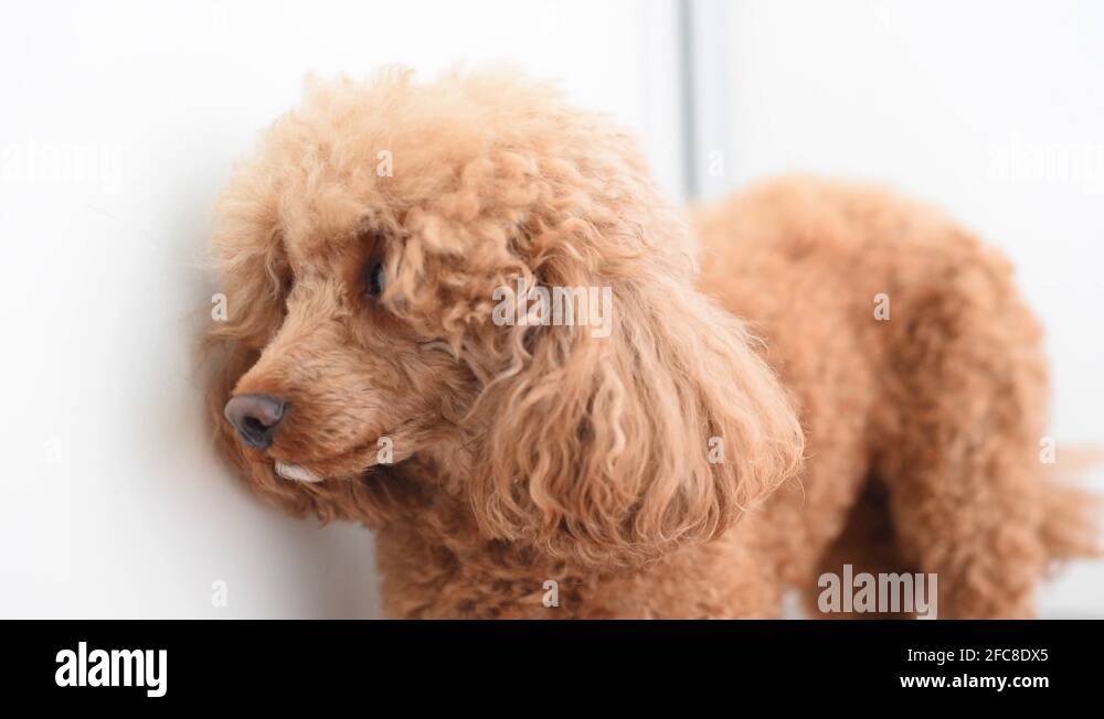dog poodle afraid and trembling Stock Video Footage - Alamy