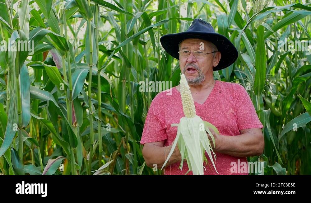 Closeup old man corn harvest Stock Videos & Footage - HD and 4K Video ...