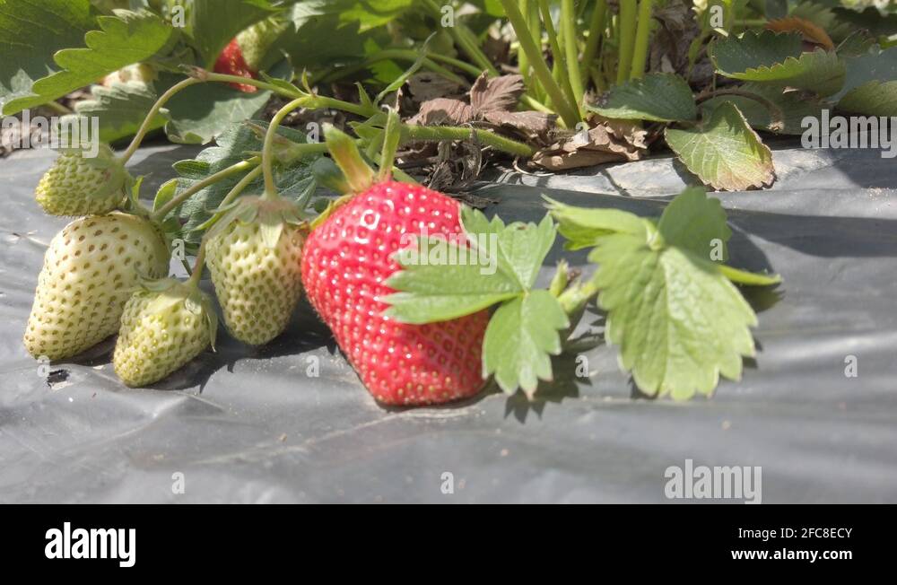 Ripe and unripe strawberry Stock Videos & Footage - HD and 4K Video ...