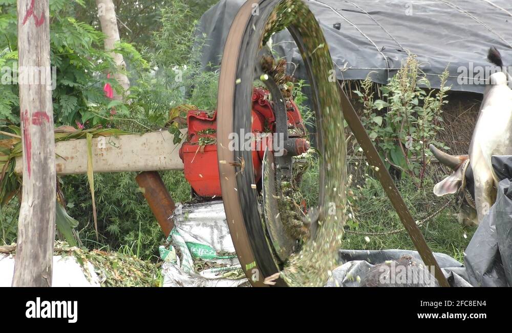 Chaff wood Stock Videos & Footage - HD and 4K Video Clips - Alamy