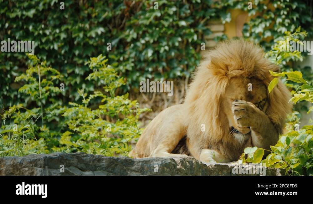 Lion washing Stock Videos & Footage - HD and 4K Video Clips - Alamy