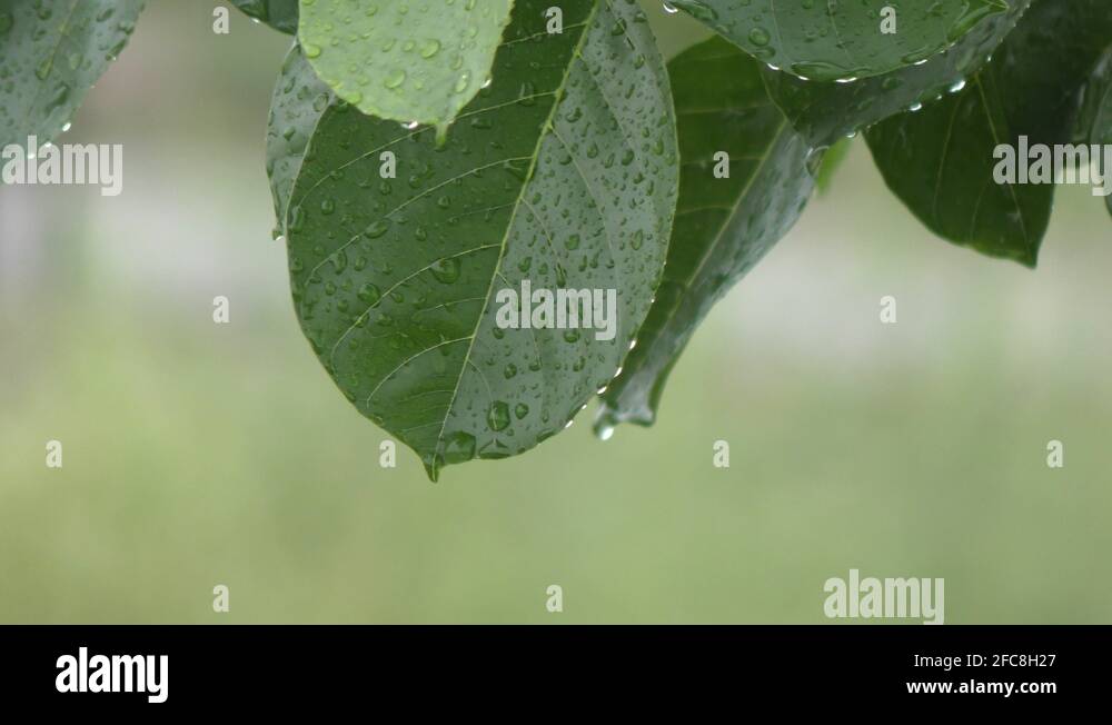 Rain dripping from leaves Stock Videos & Footage - HD and 4K Video ...