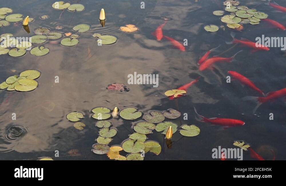 Chinese fish pond top view Stock Videos & Footage - HD and 4K Video ...