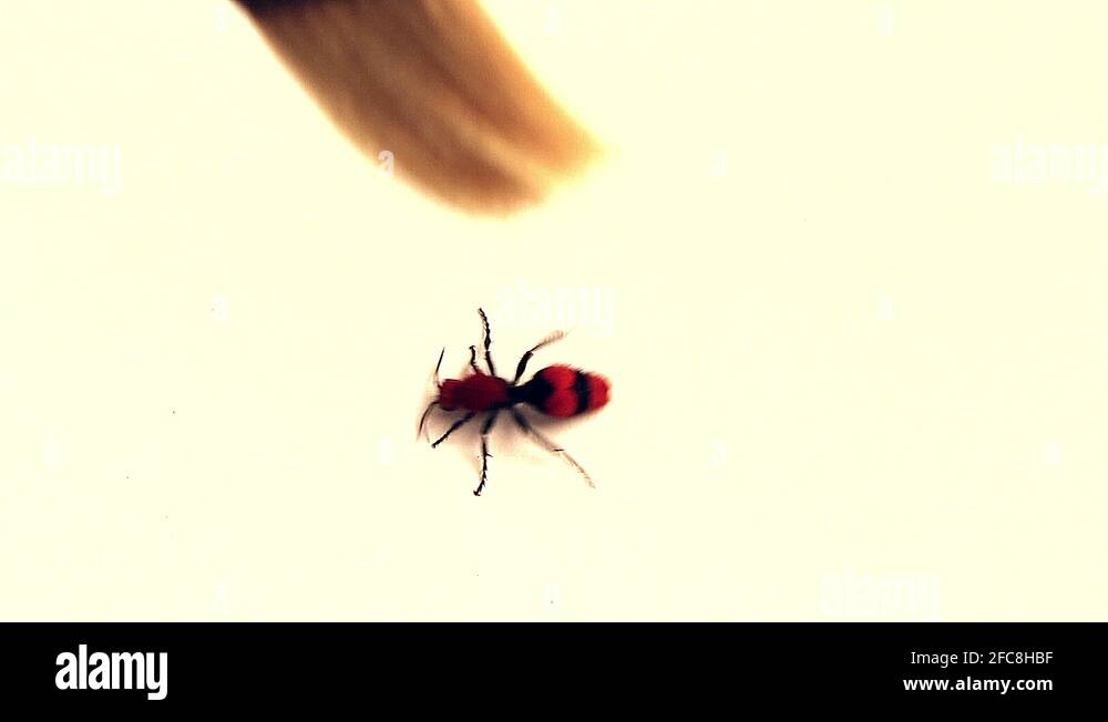 Red velvet ant Stock Videos & Footage - HD and 4K Video Clips - Alamy