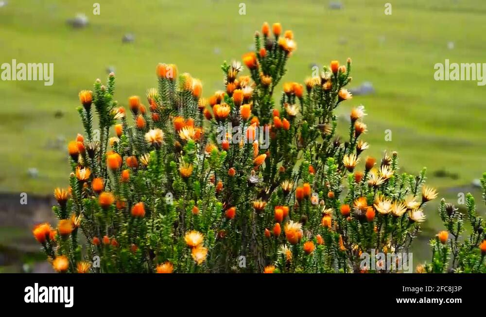 Ecosistema ecosystem Stock Videos & Footage - HD and 4K Video Clips - Alamy