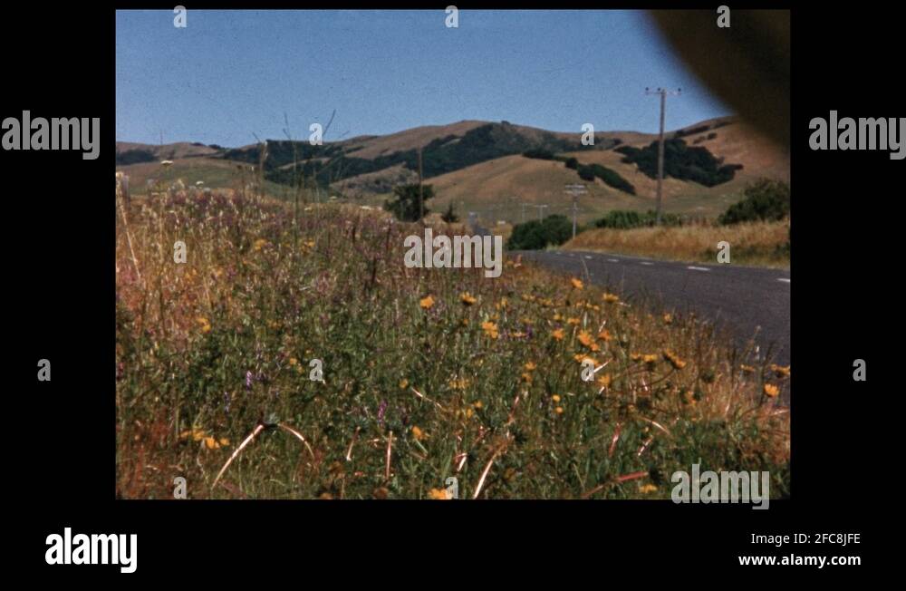 Wild pods Stock Videos & Footage - HD and 4K Video Clips - Alamy
