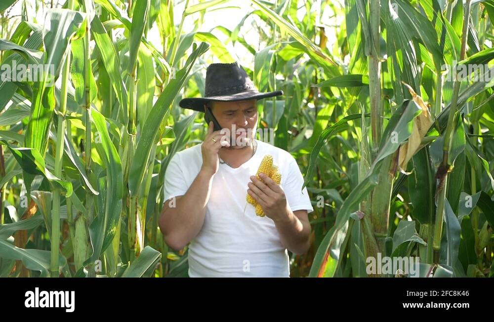 Young farmer standing in corn field examining crop while talking on ...