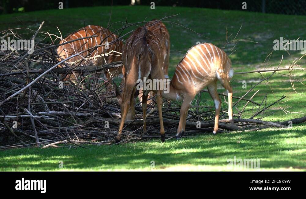 A spiral horned antelope Stock Videos & Footage - HD and 4K Video Clips ...